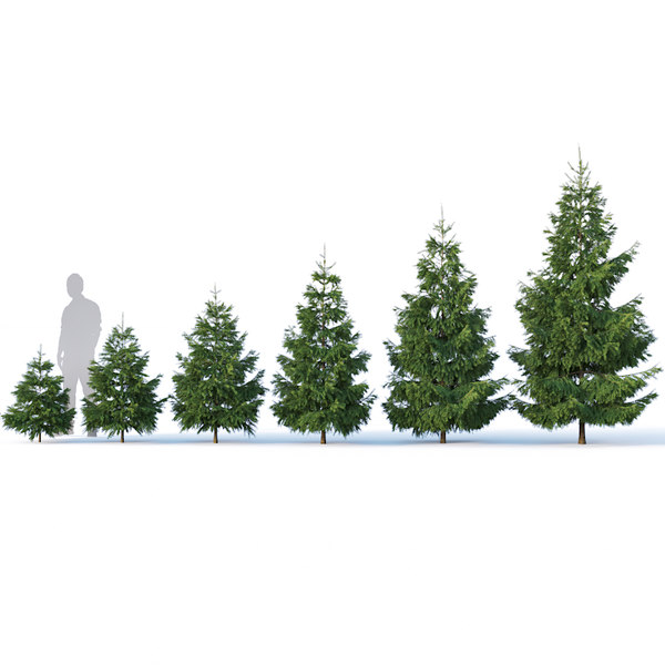 Fir trees 3D model - TurboSquid 1376783