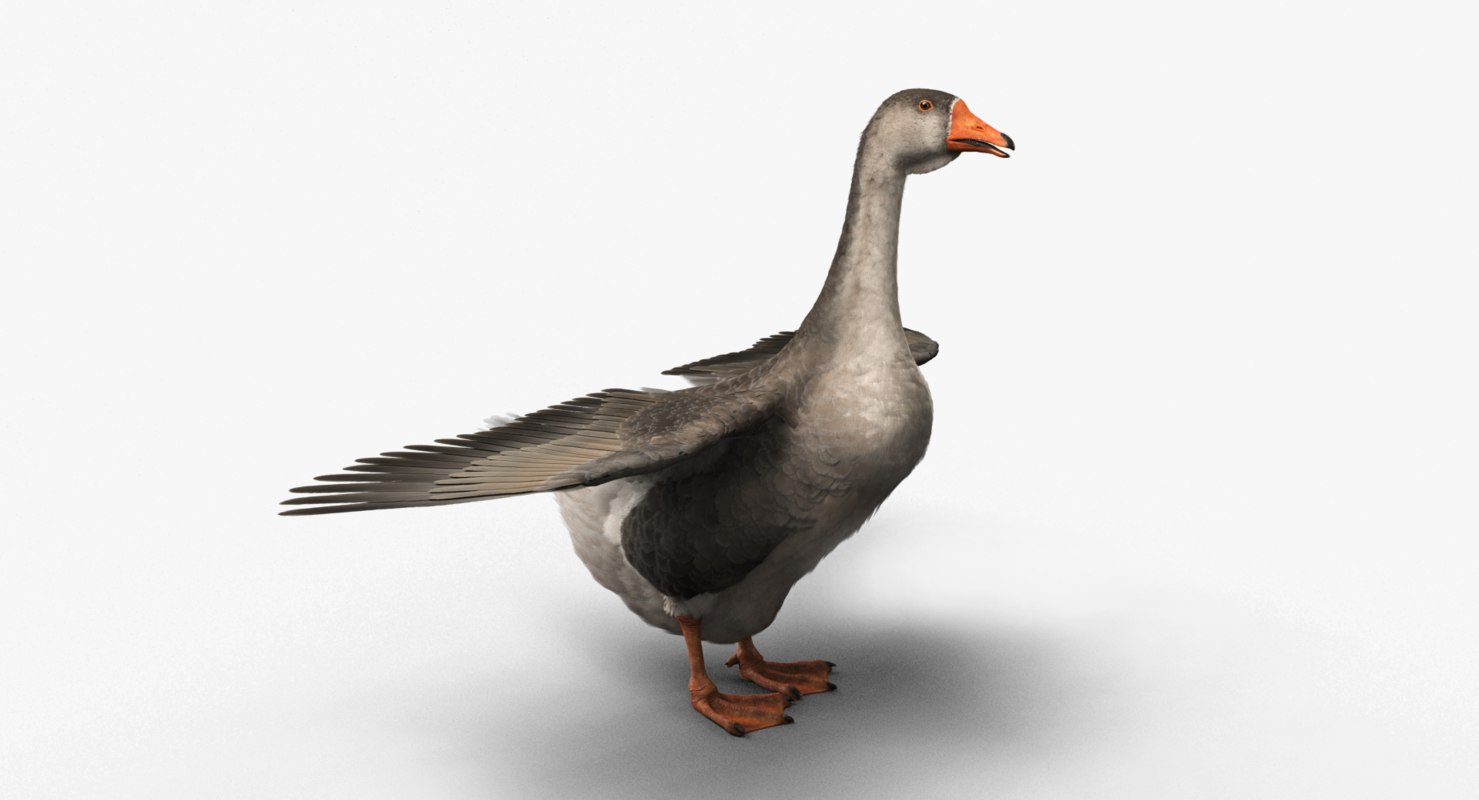 3D goose domestic model - TurboSquid 1377035