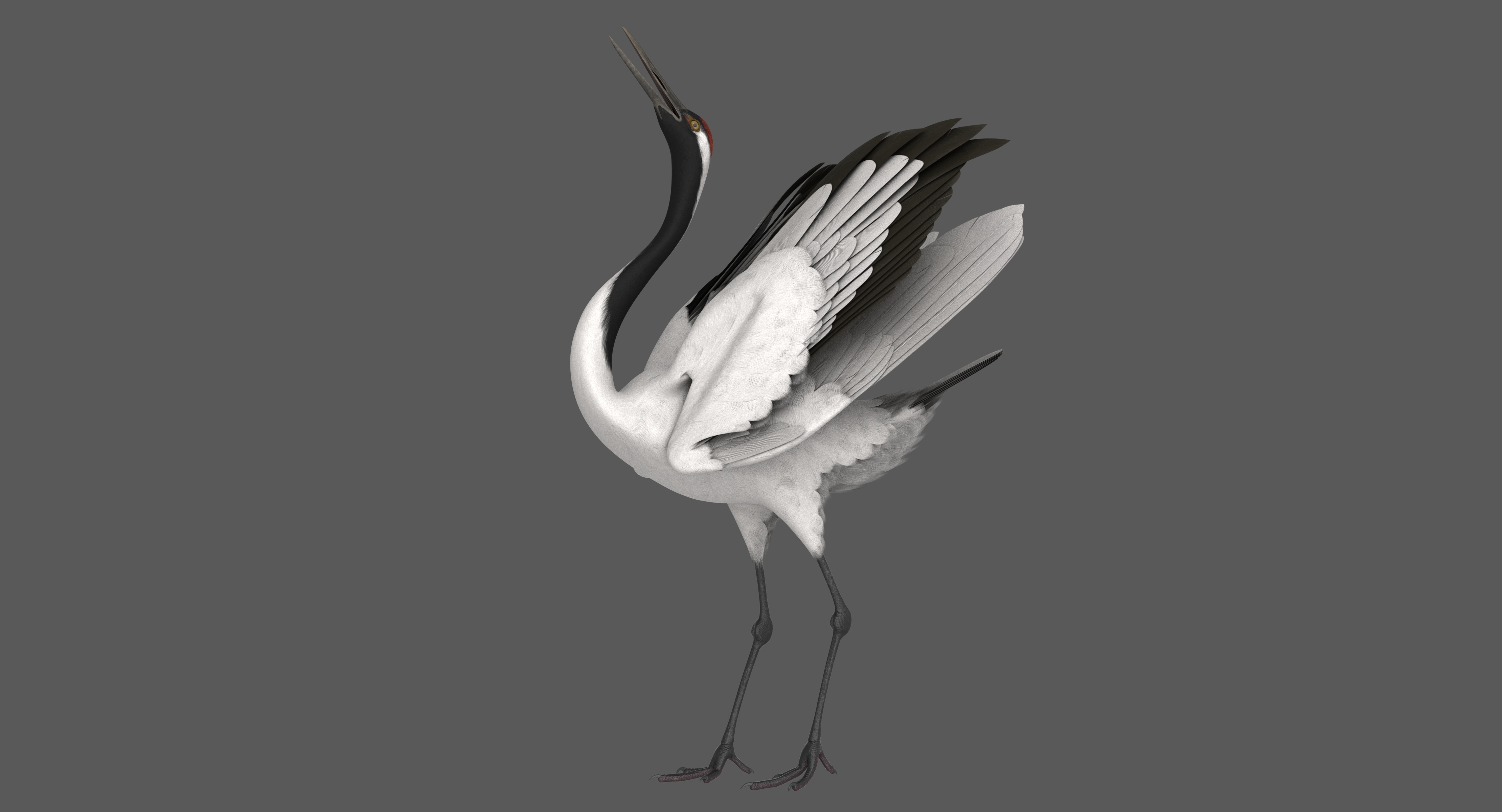 3D rigged red-crowned crane - TurboSquid 1376713