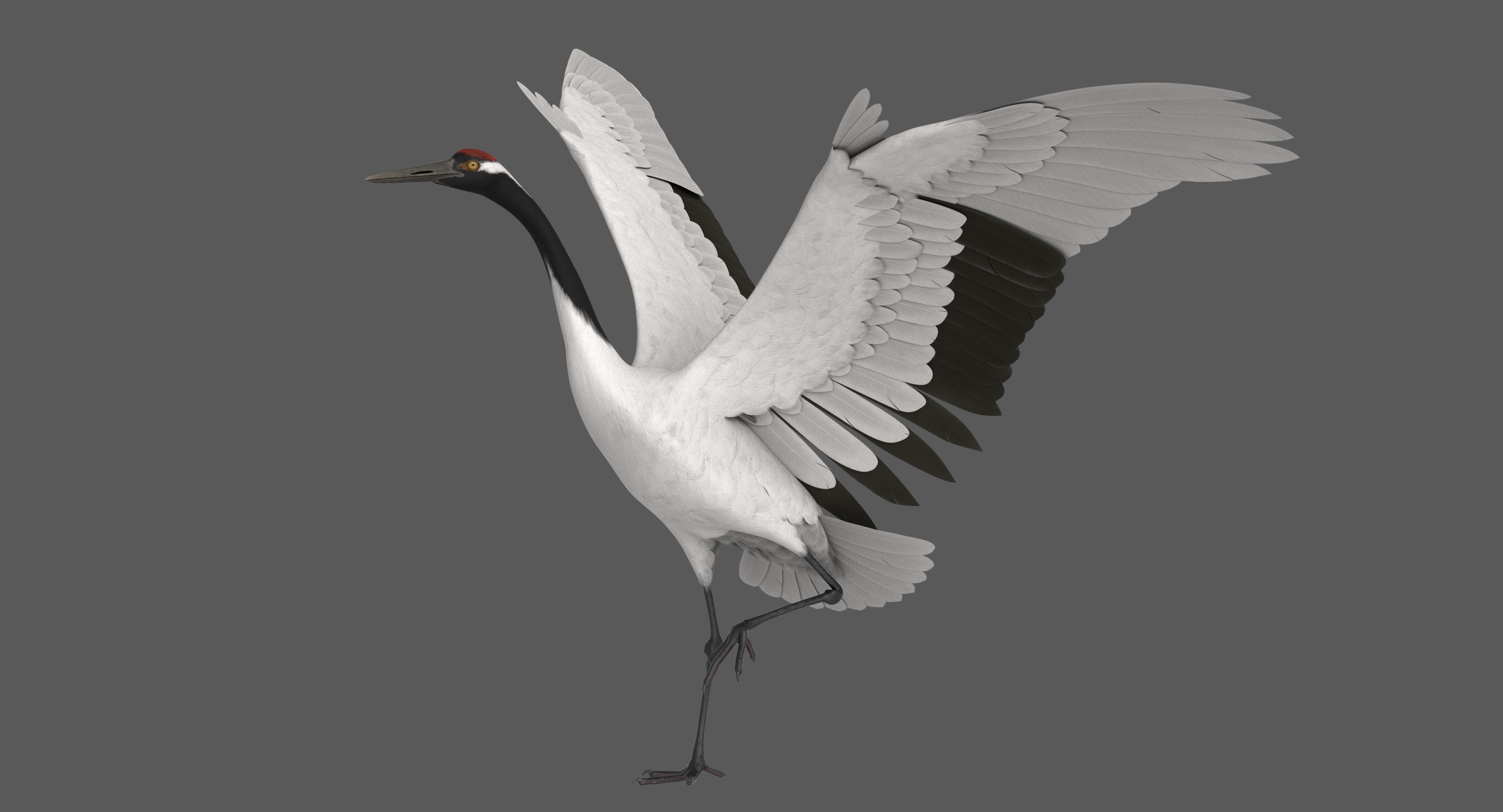 3D rigged red-crowned crane - TurboSquid 1376713
