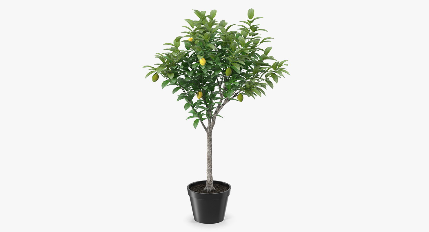 Potted lemon tree 3D model - TurboSquid 1377238