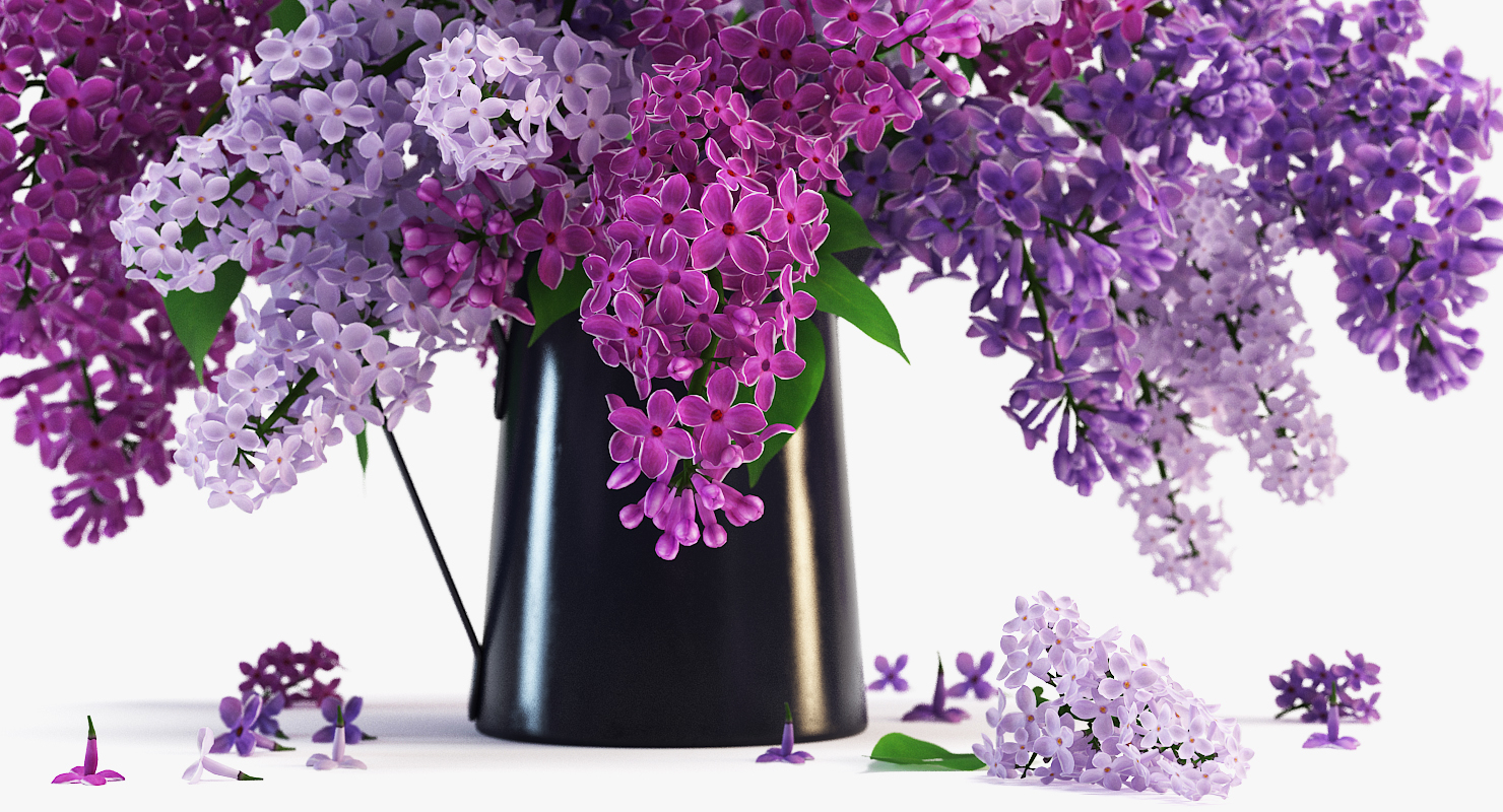 lilac plant flower 3d model
