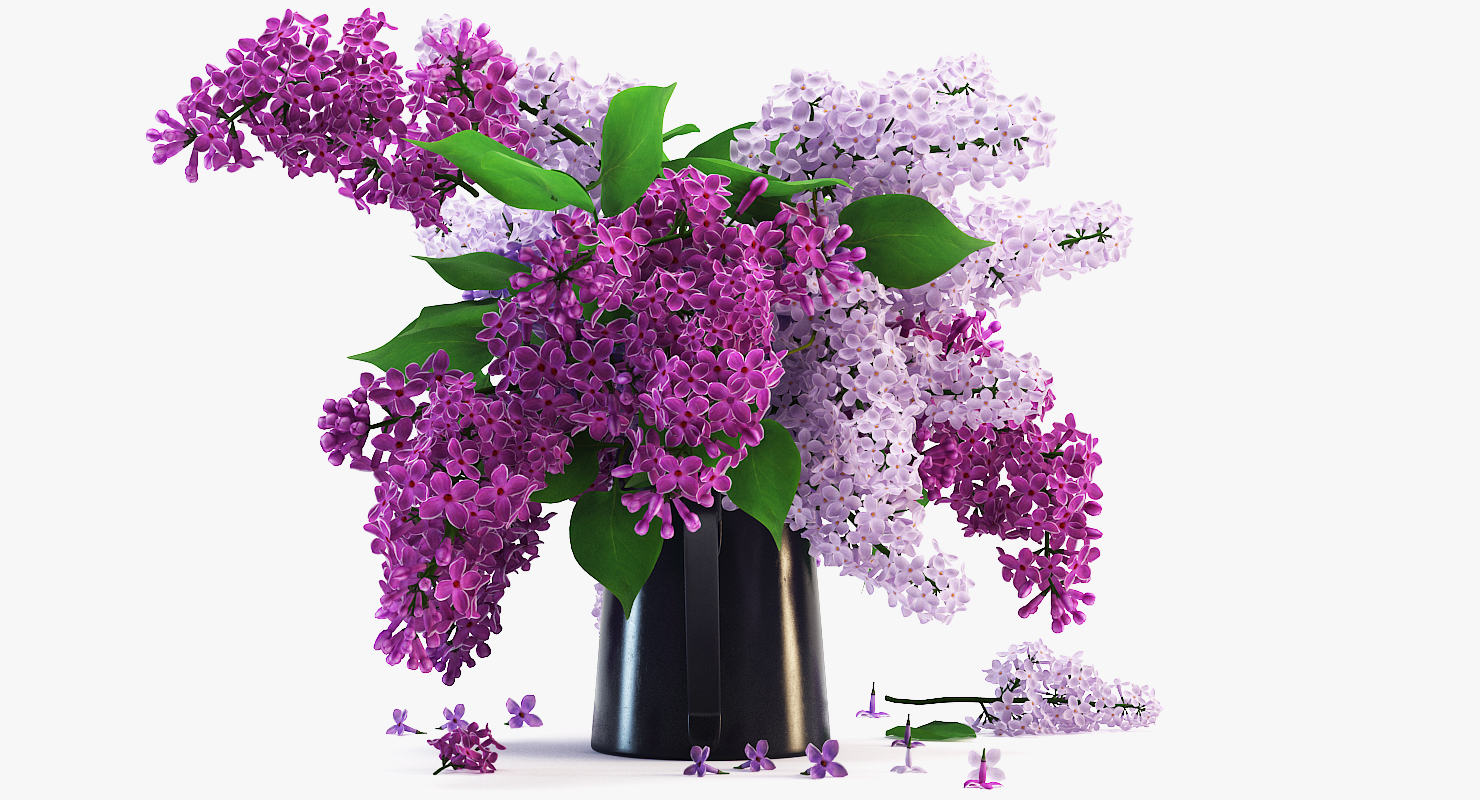 lilac plant flower 3d model