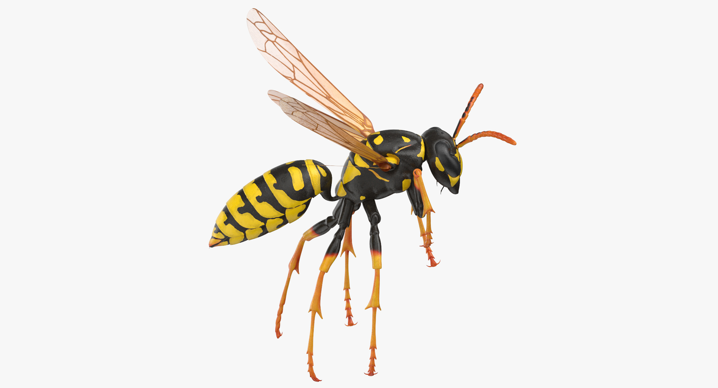 Paper wasp rigged 3D model - TurboSquid 1367389
