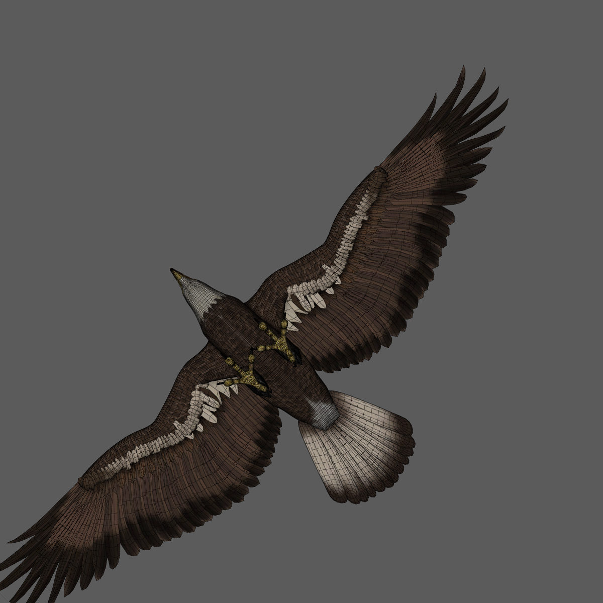 3D bald eagle rigged modelled model - TurboSquid 1377645
