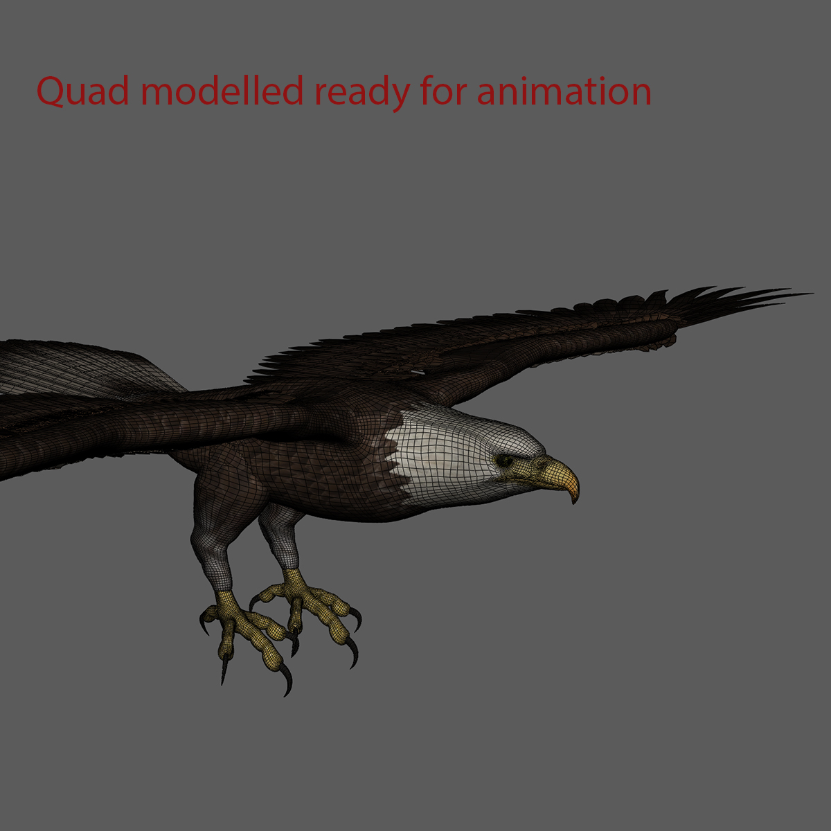 3D bald eagle rigged modelled model - TurboSquid 1377645