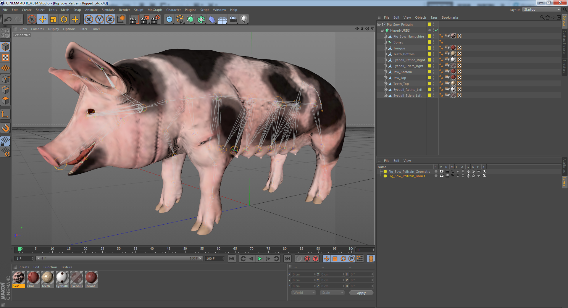 3D model pig sow peitrain rigged - TurboSquid 1377695