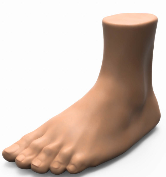 Foot 3D Models for Download | TurboSquid