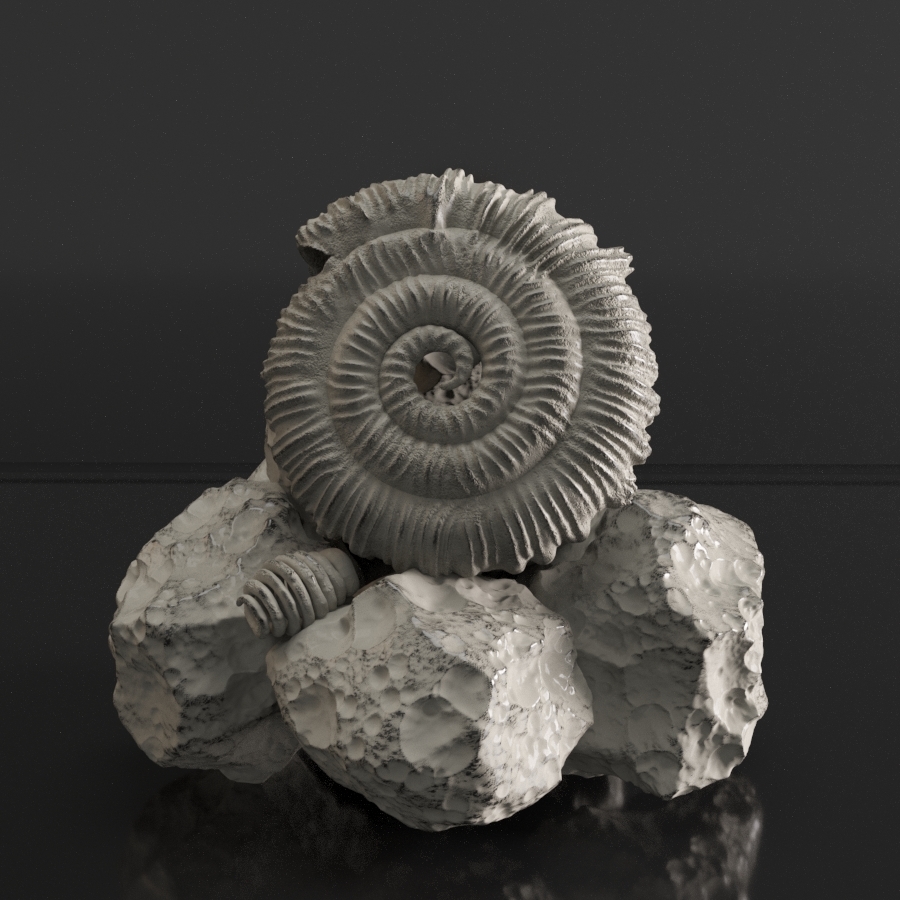 Sea fossil 3D model - TurboSquid 1378430