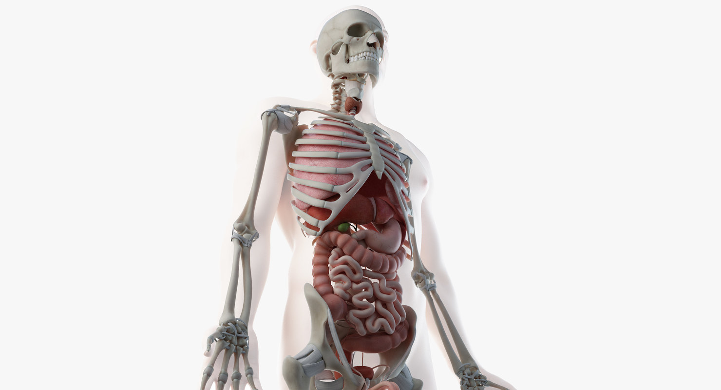 Male skin skeleton organs 3D model - TurboSquid 1378450