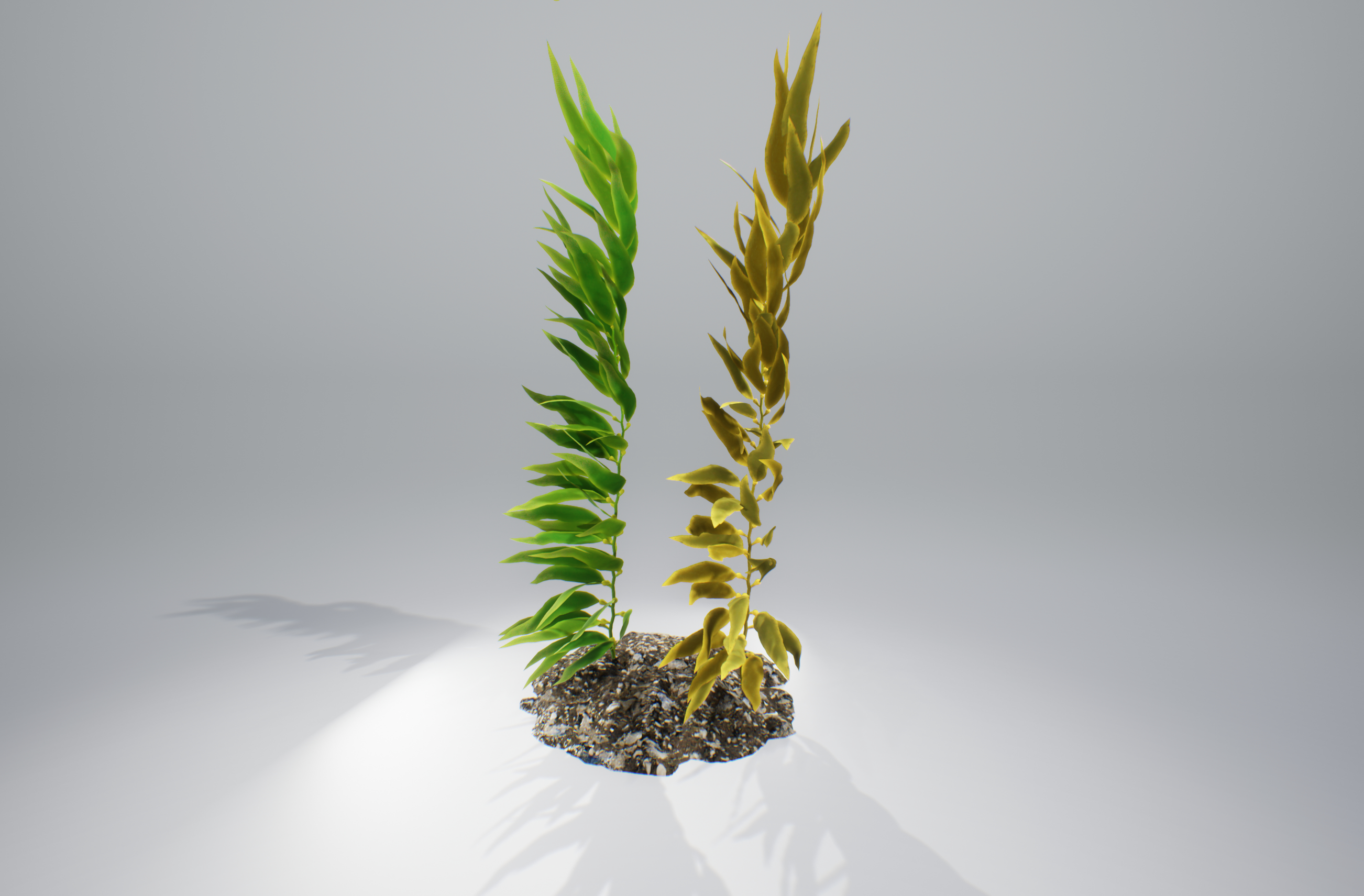 Seaweed plant nature 3D model - TurboSquid 1378606