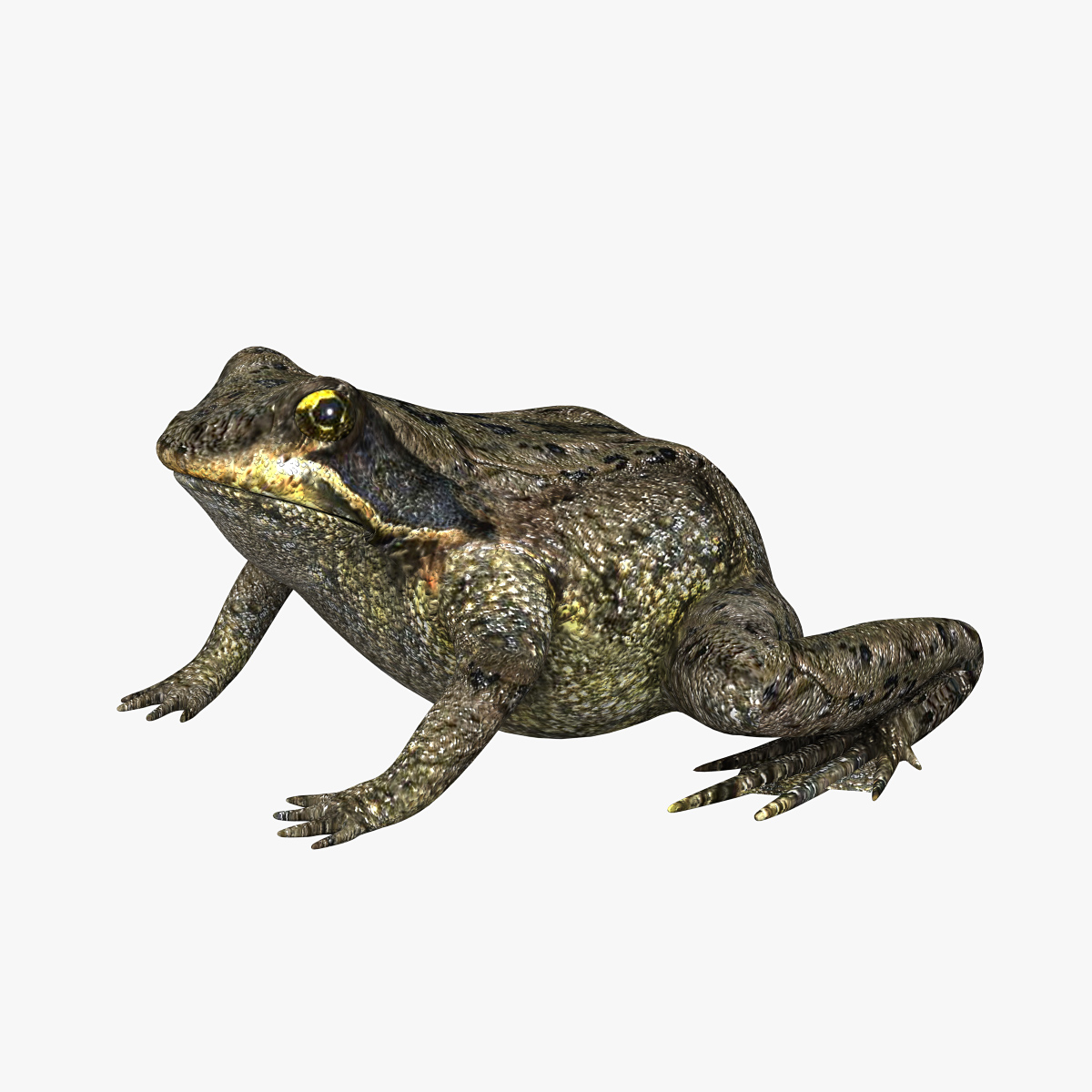 frog 3d model