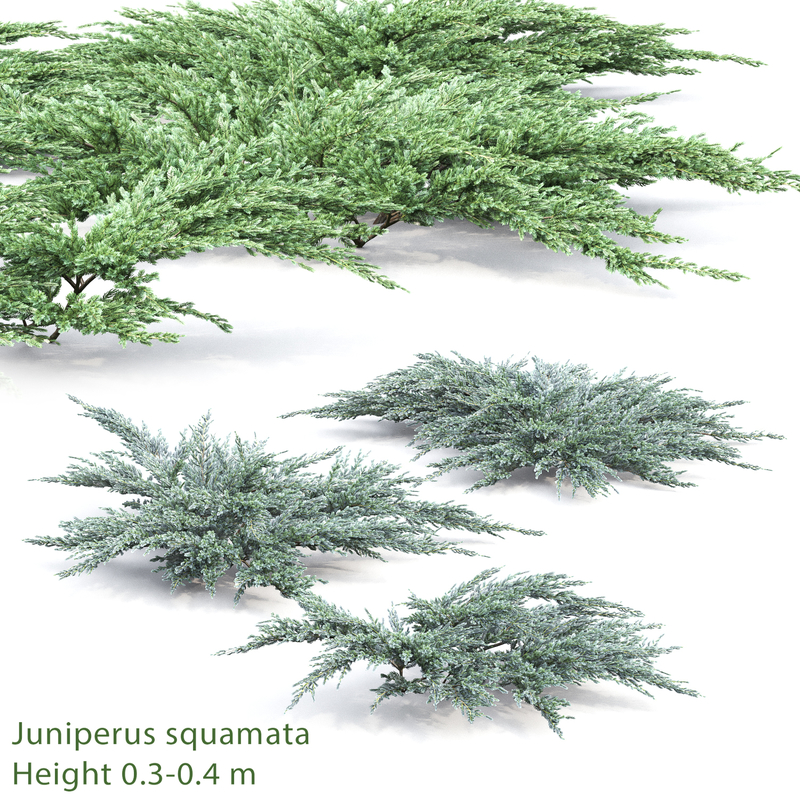 3D juniper juniperus 01 - TurboSquid 1379200