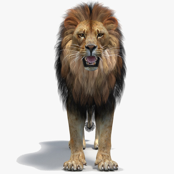 Lion 3D Models for Download | TurboSquid