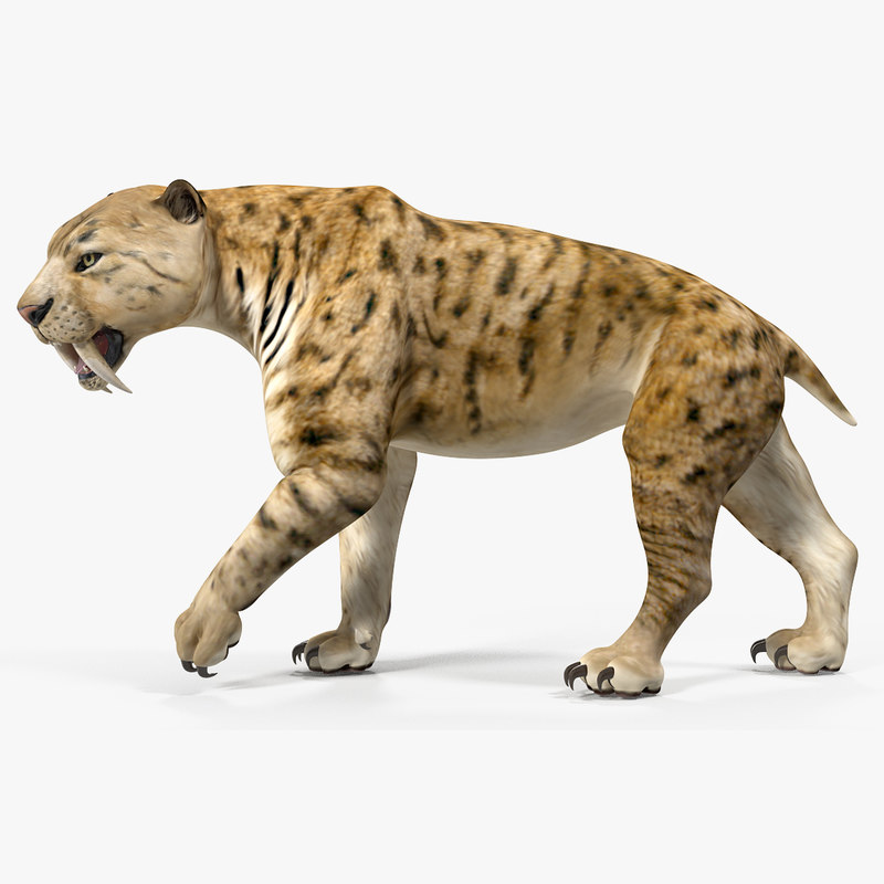 3D model saber tooth tiger rigged - TurboSquid 1379333