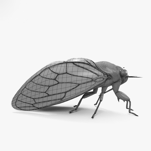 3D cicada insect bug model - TurboSquid 1379403