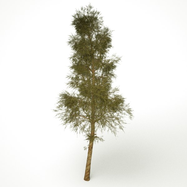 3D pine tree - TurboSquid 1379424
