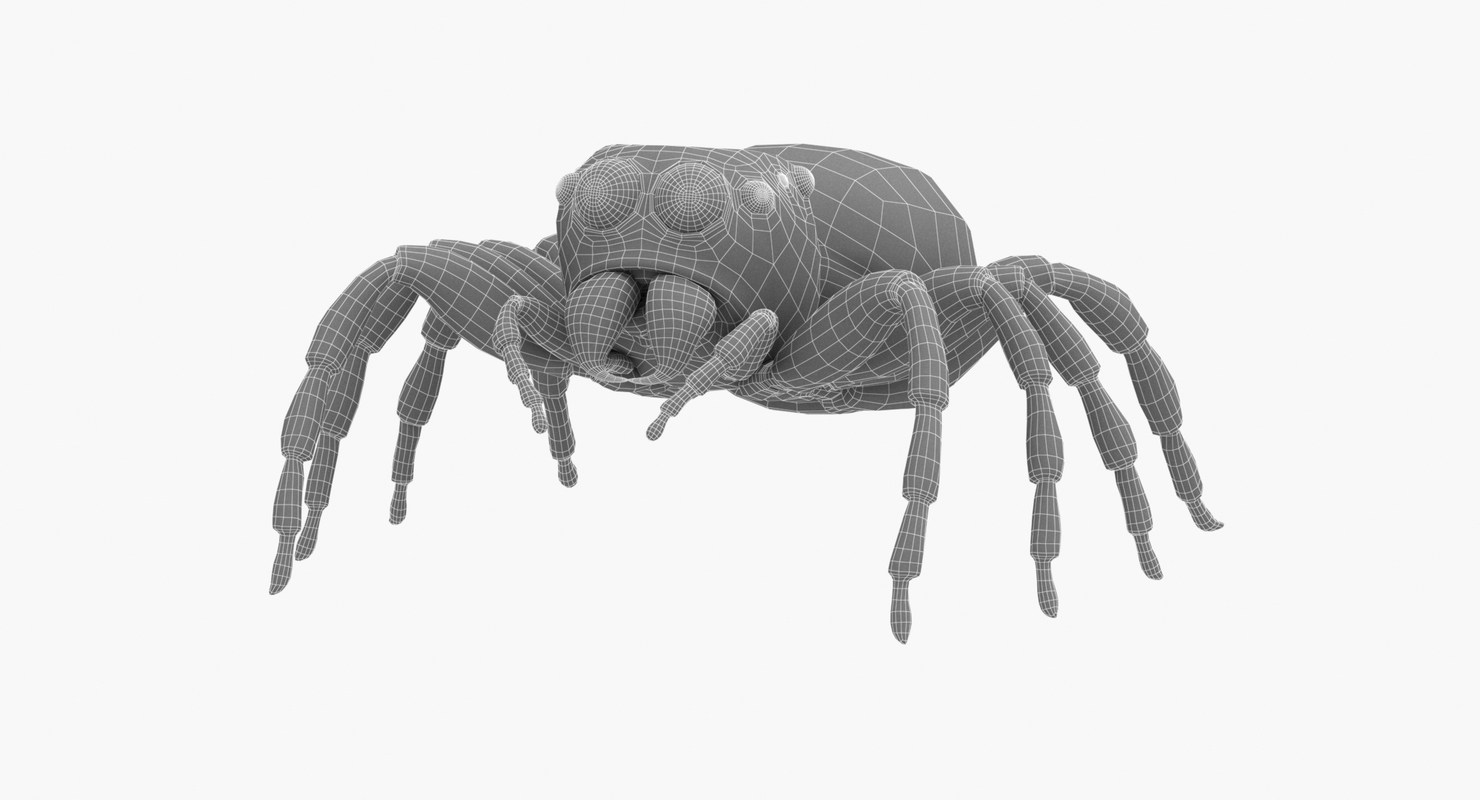 Jumping spider 3D model - TurboSquid 1379482