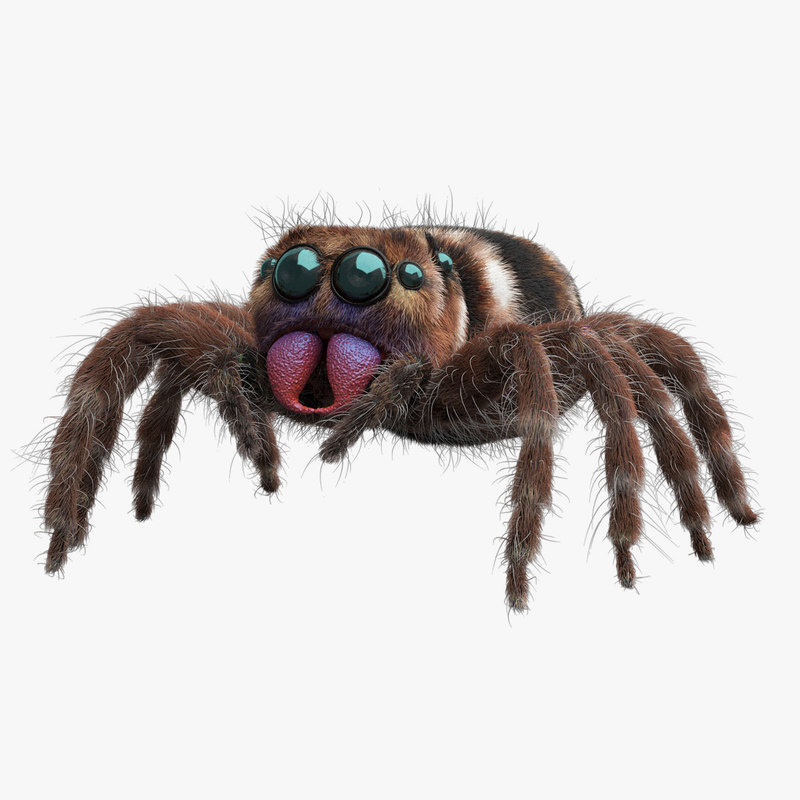 Jumping spider 3D model - TurboSquid 1379482