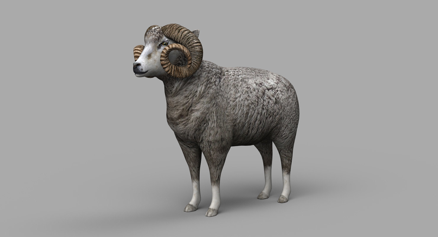 3d ram model