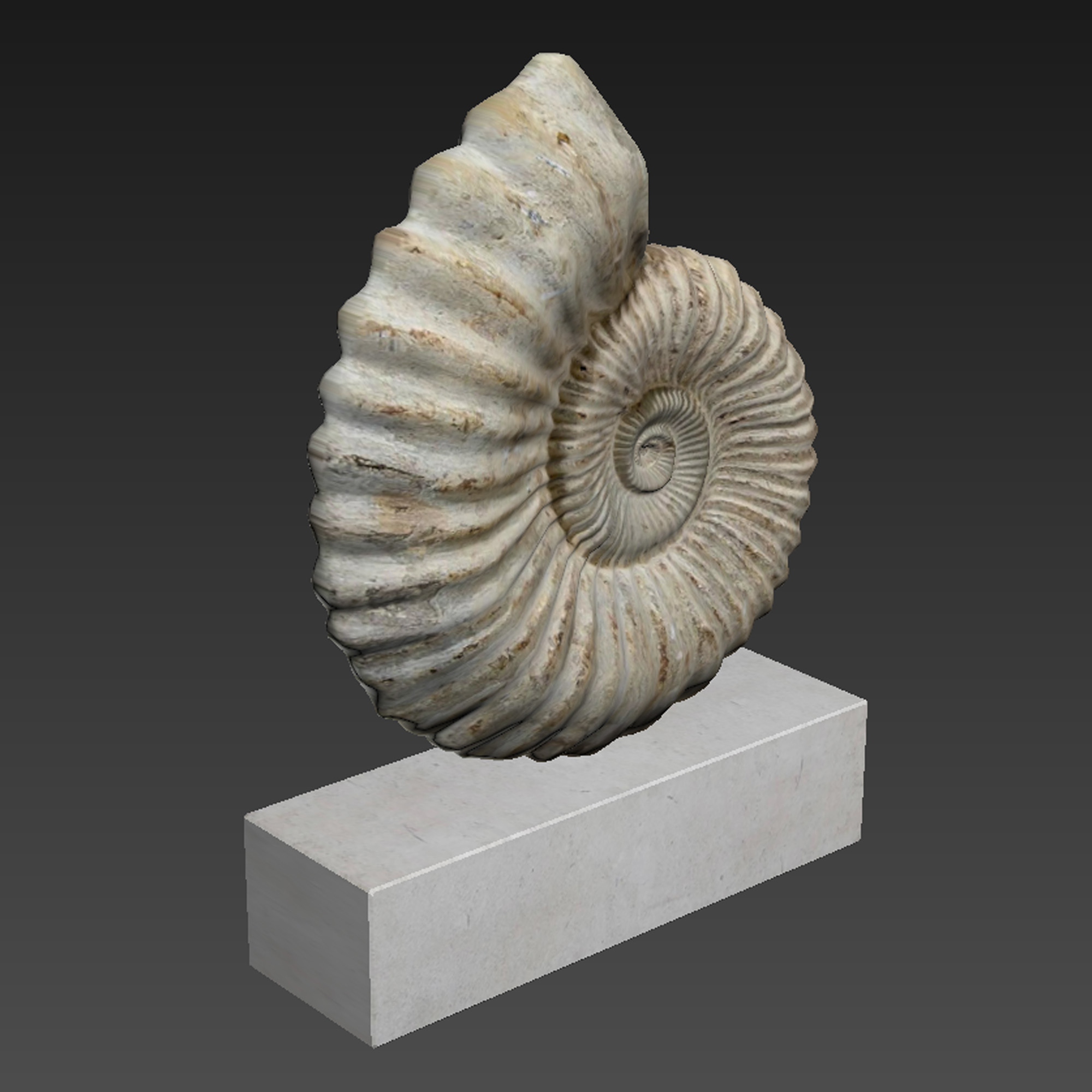 Duży amonit zamontowany na podstawie wapiennej Model 3D - TurboSquid ...