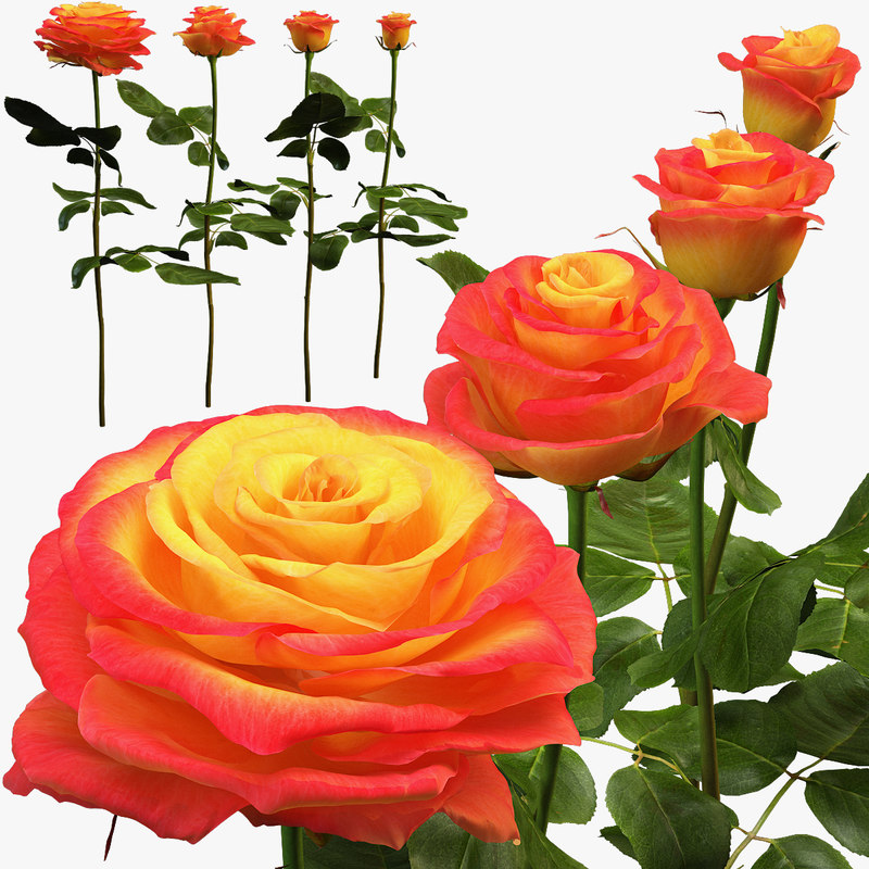 Rose 3D model - TurboSquid 1380005