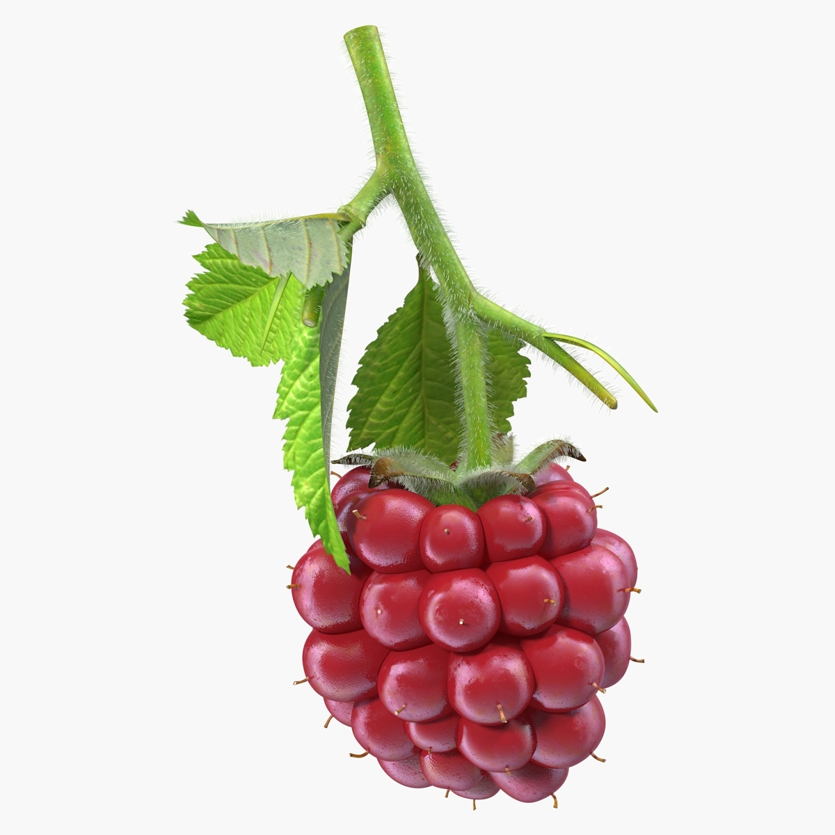 3D model ripe berry blackberry leaves - TurboSquid 1380410