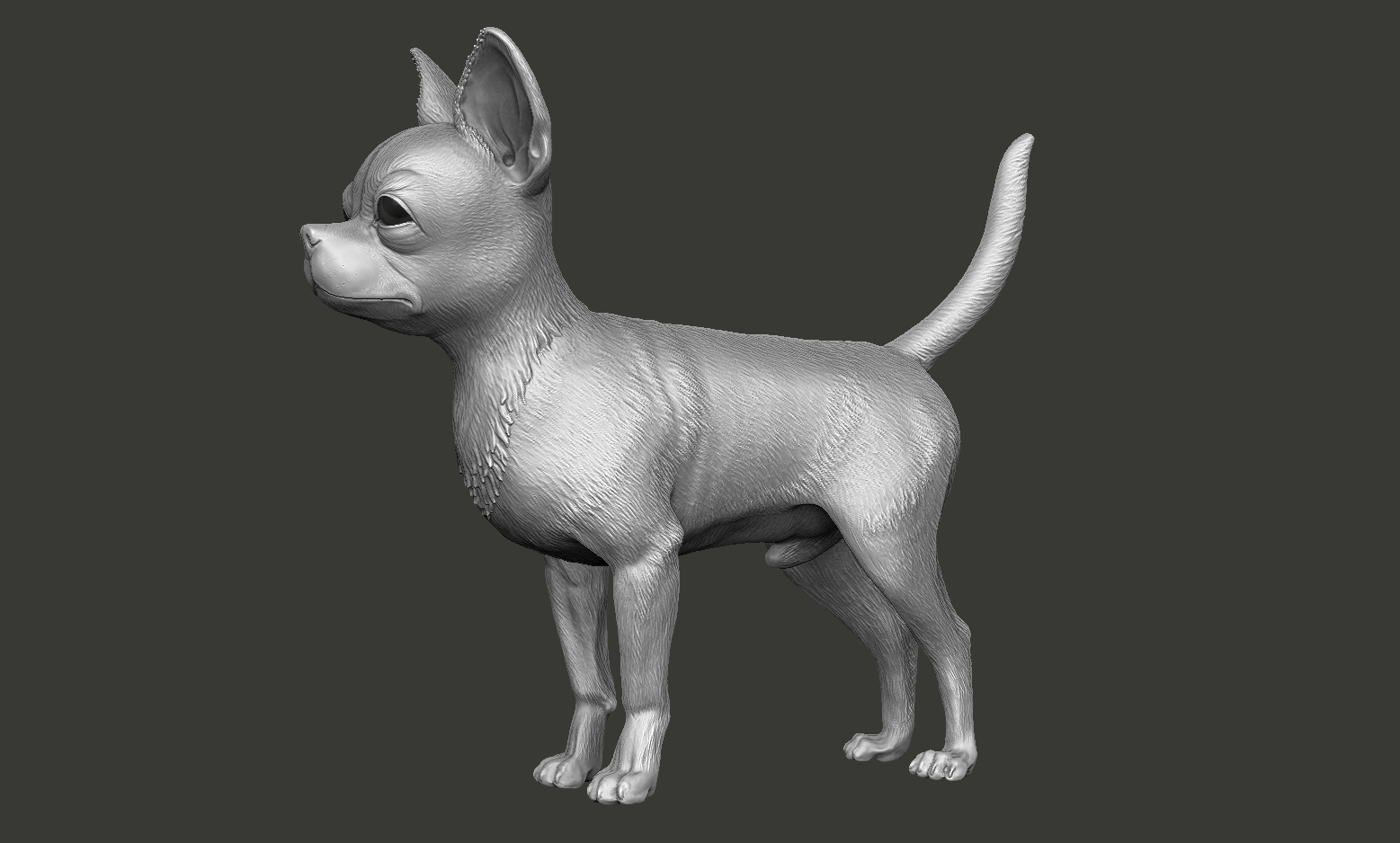 modelo 3d Perro chihuahua - TurboSquid 1380535