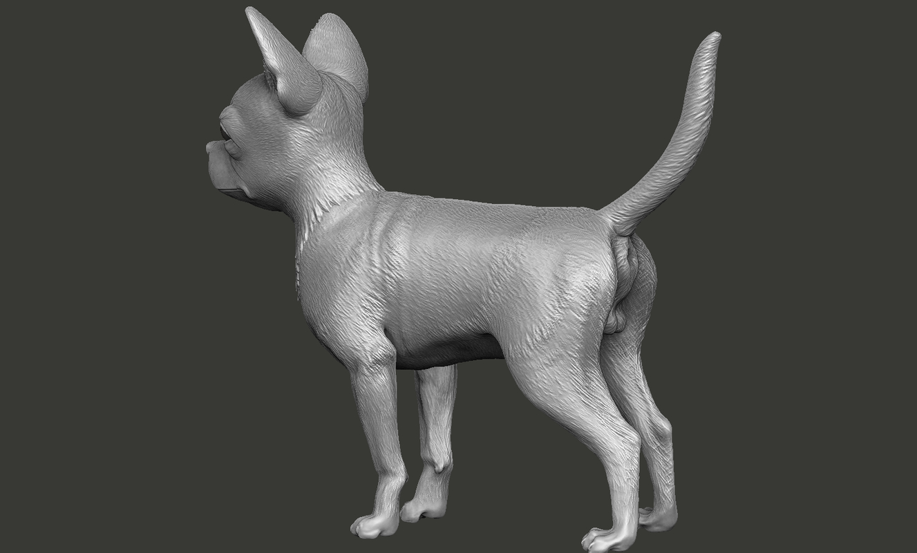 Dog chihuahua 3D model - TurboSquid 1380535