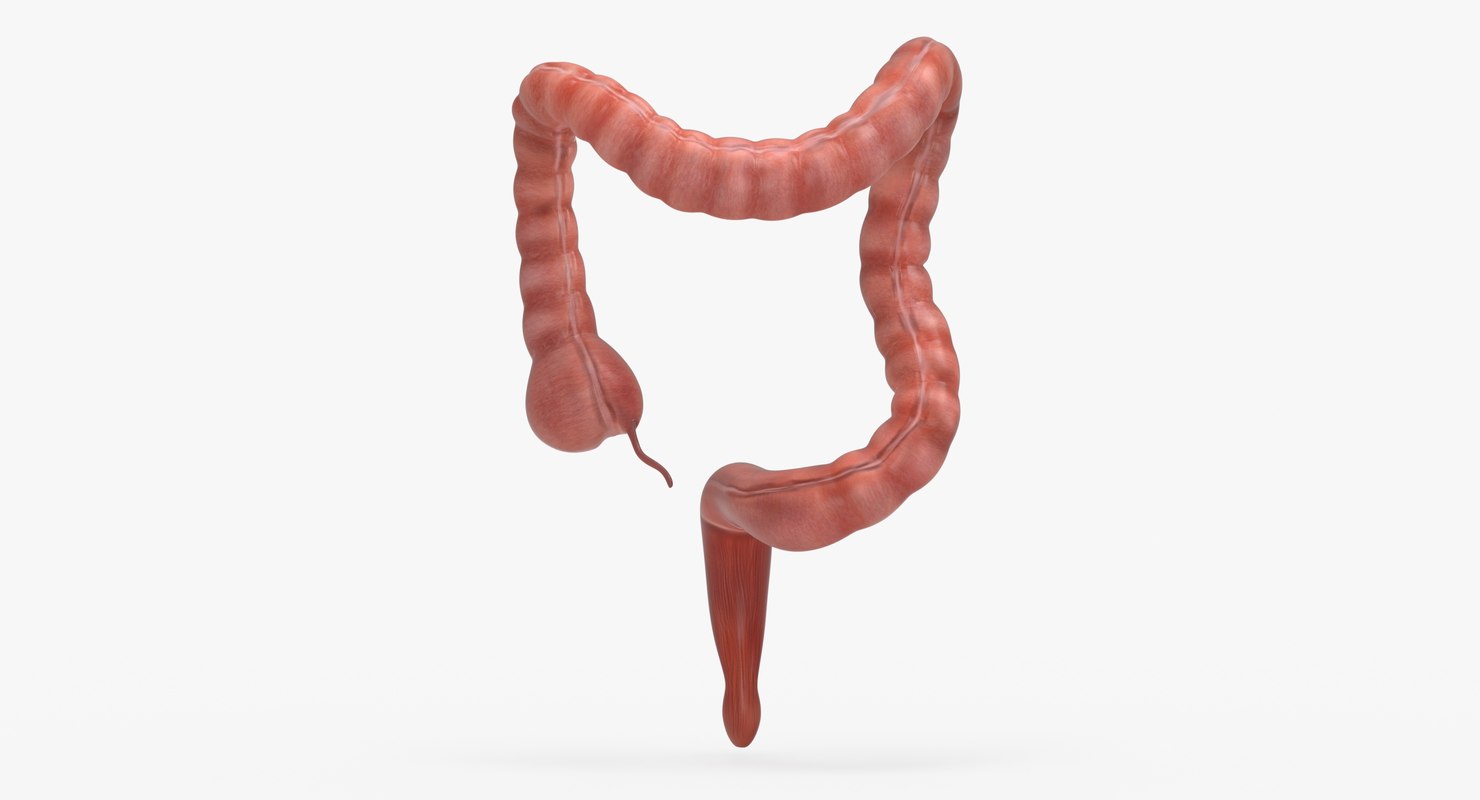 Human large intestine 3D model - TurboSquid 1380731