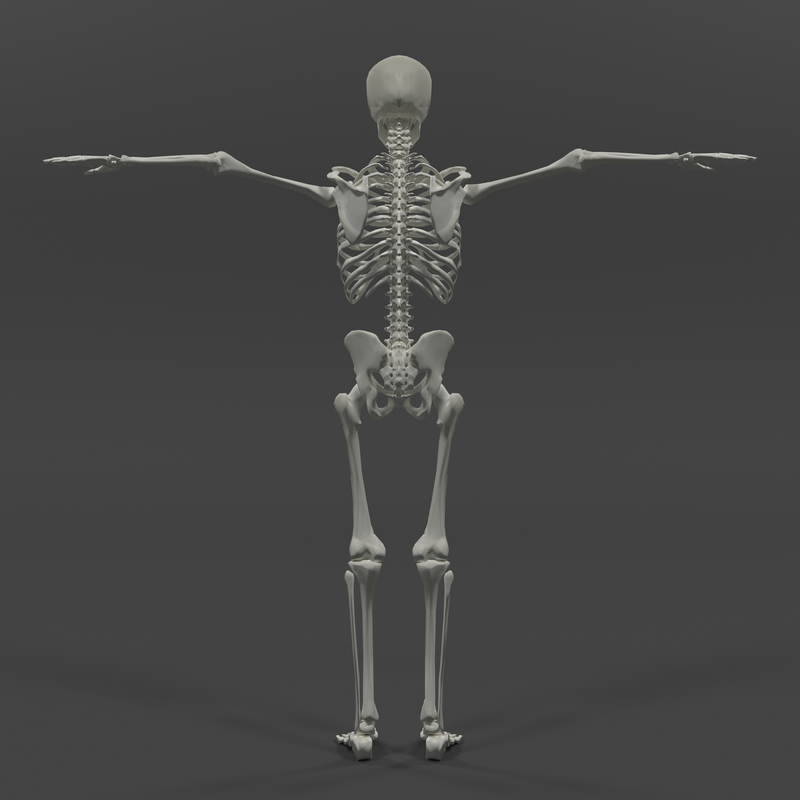 modelo 3d Esqueleto humano - TurboSquid 1380791