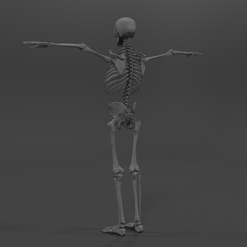 modelo 3d Esqueleto humano - TurboSquid 1380791
