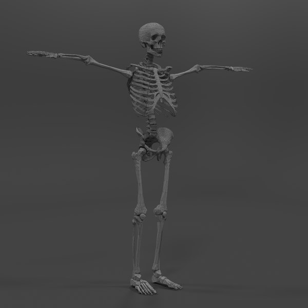 modelo 3d Esqueleto humano - TurboSquid 1380791