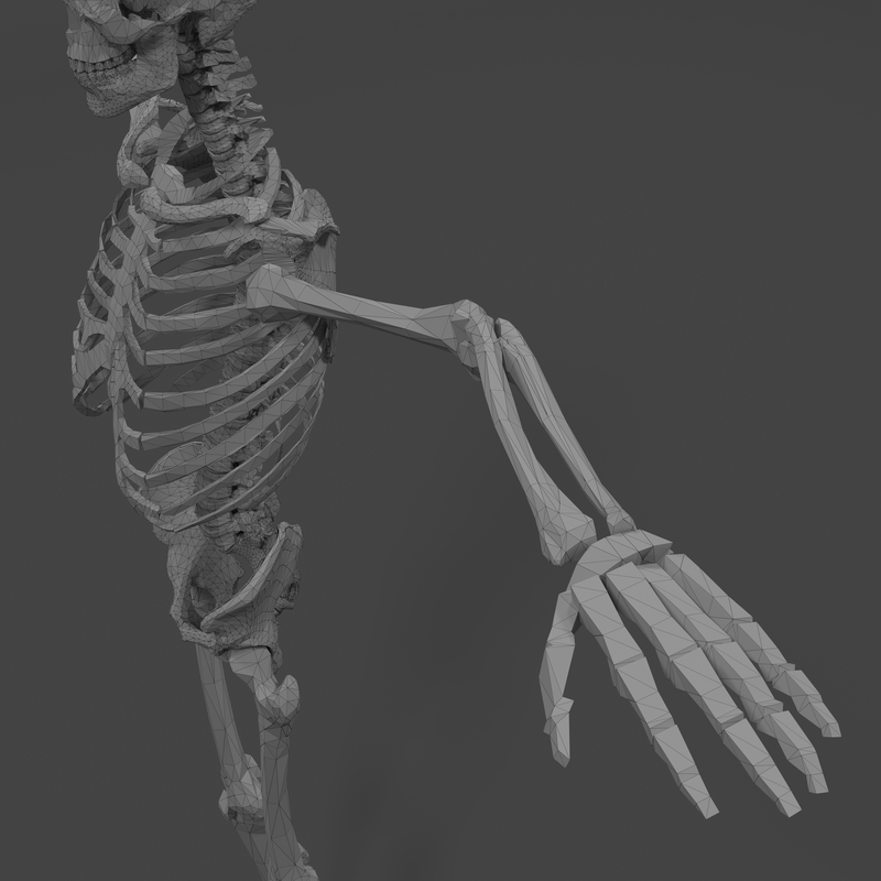 modelo 3d Esqueleto humano - TurboSquid 1380791