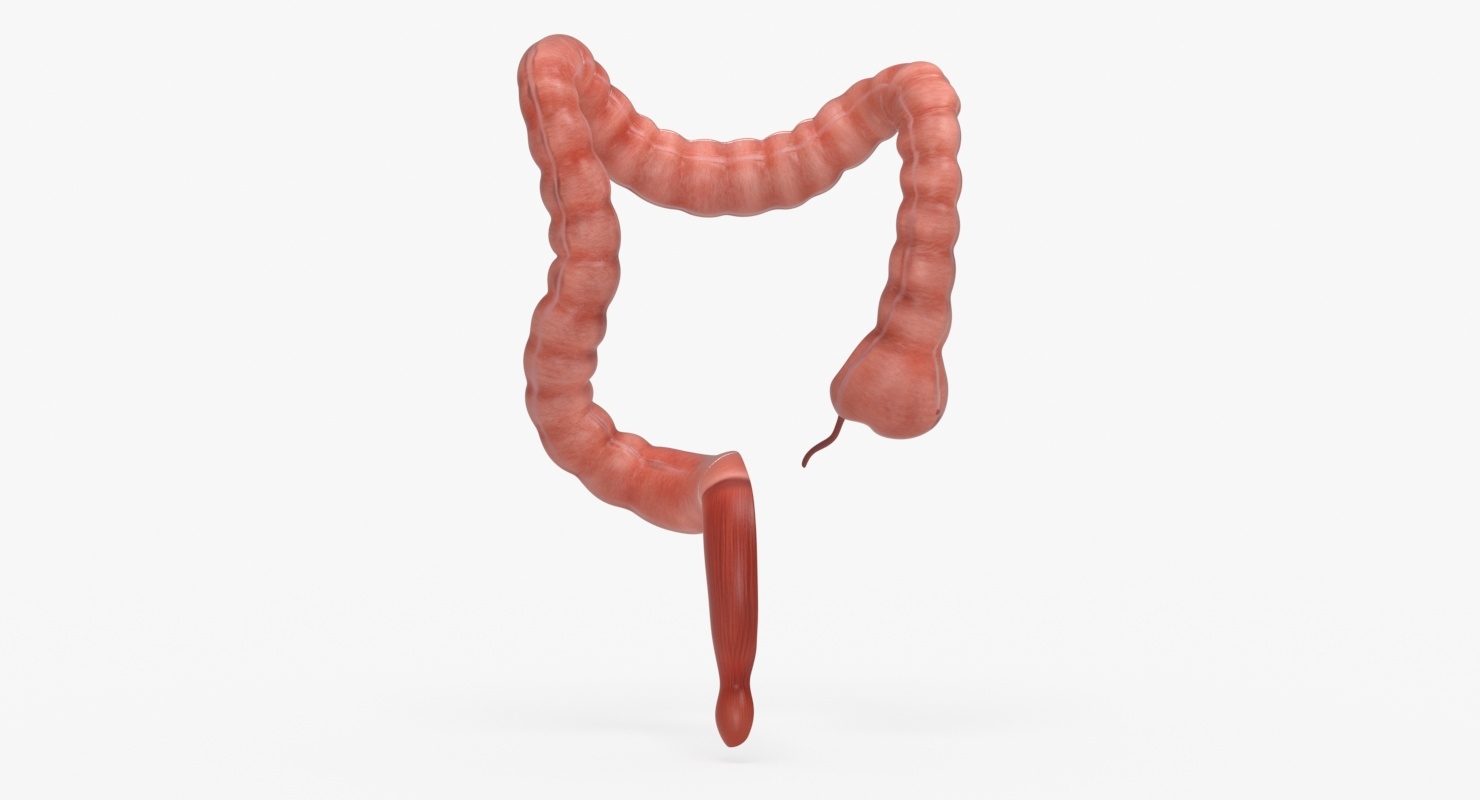 3D human large intestine anatomy - TurboSquid 1380910