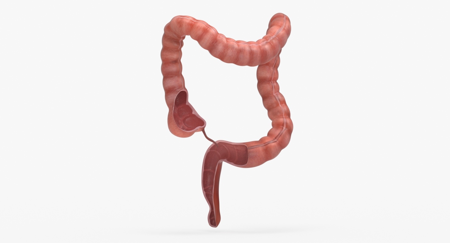3D human large intestine anatomy - TurboSquid 1380910