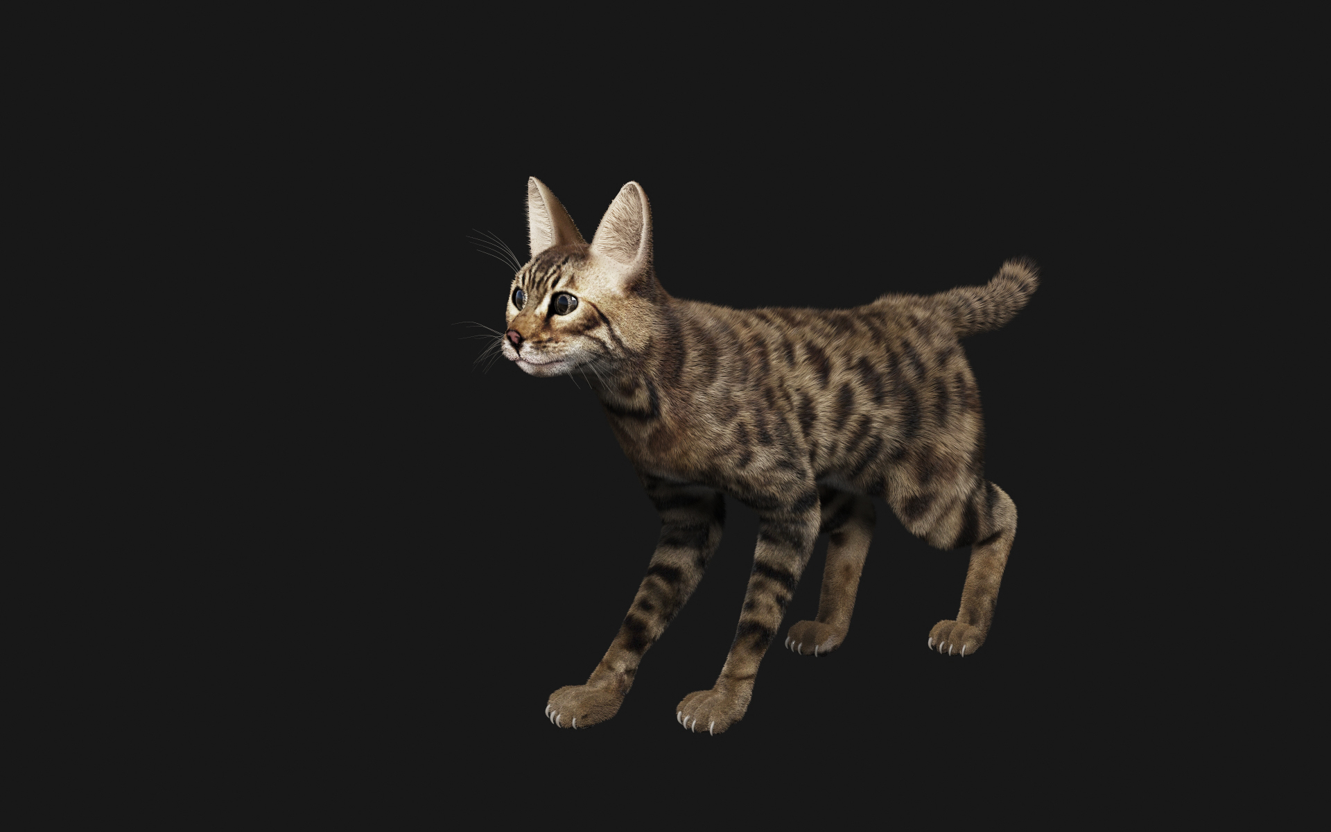 Bengal cat model - TurboSquid 1257274