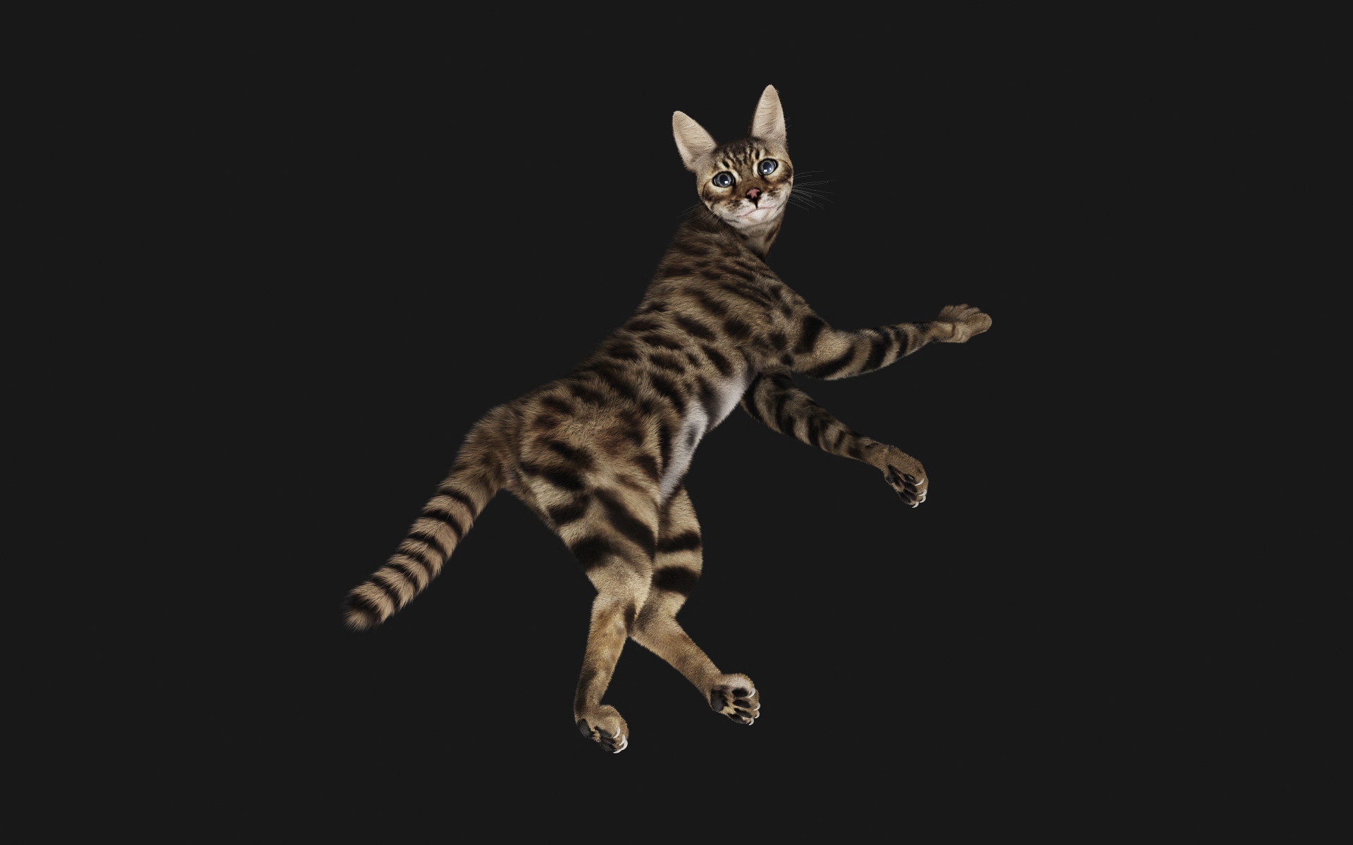 Bengal cat model - TurboSquid 1257274