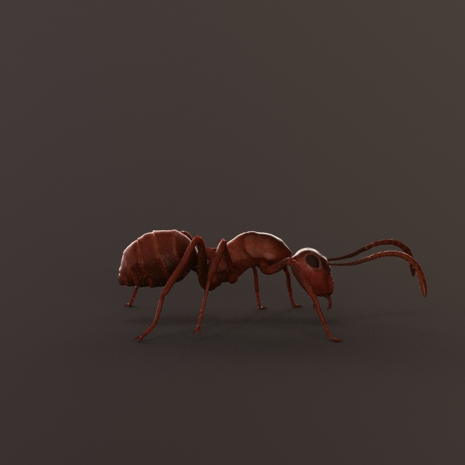 Ant animations model - TurboSquid 1381339