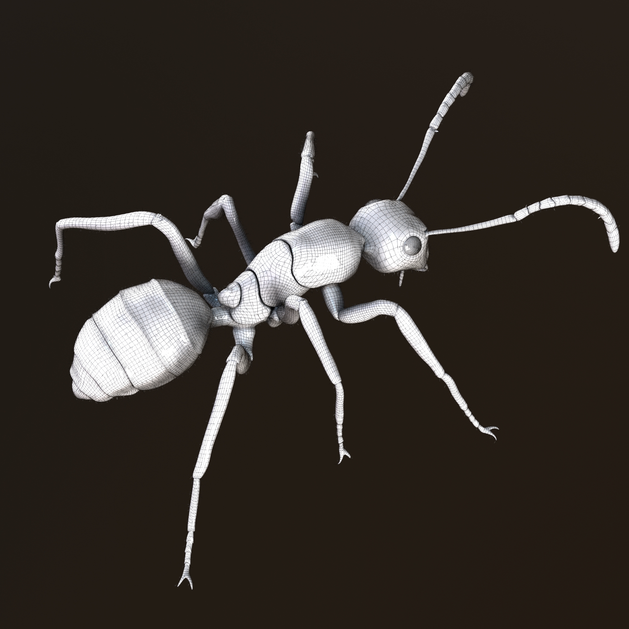Ant animations model - TurboSquid 1381339