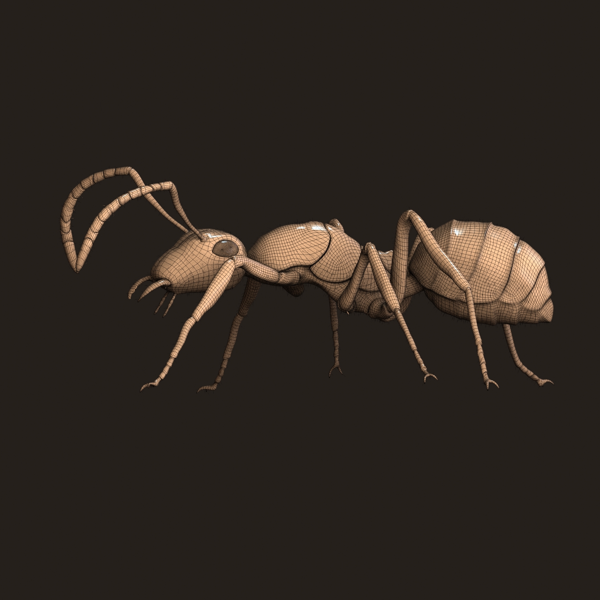 Ant animations model - TurboSquid 1381339