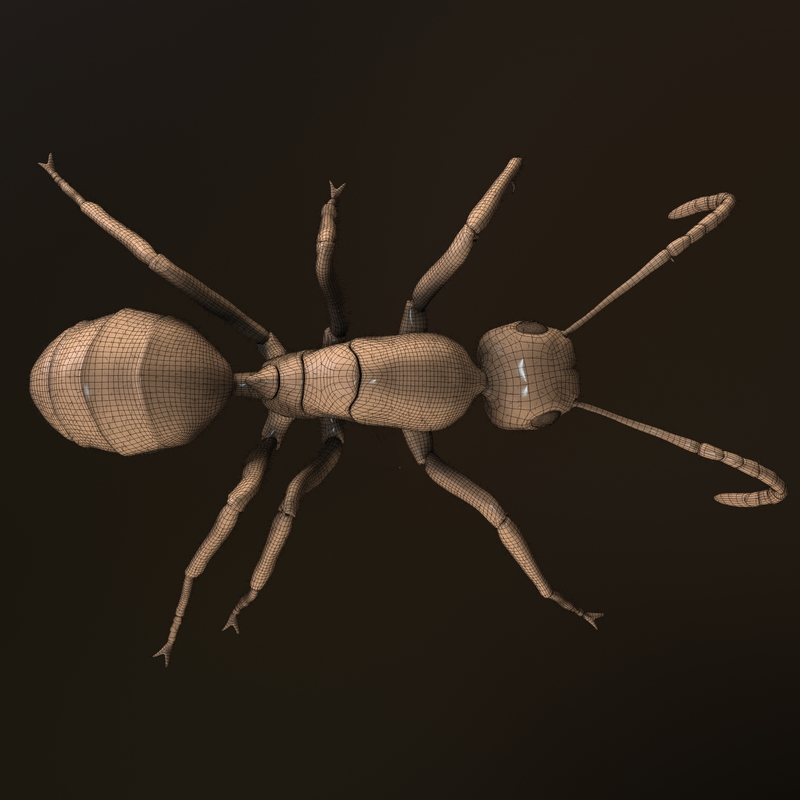 Ant animations model - TurboSquid 1381339