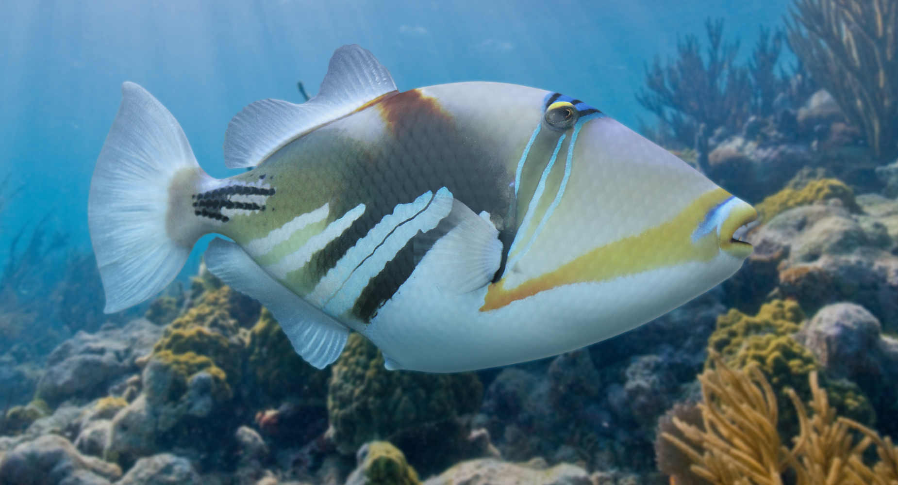 3D picasso triggerfish - TurboSquid 1381372
