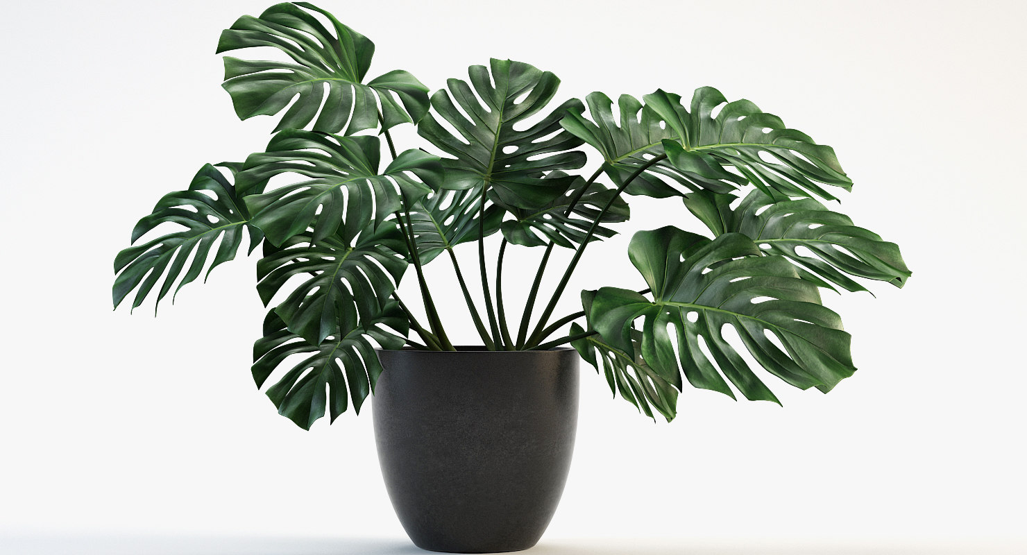 3D monstera - TurboSquid 1381511