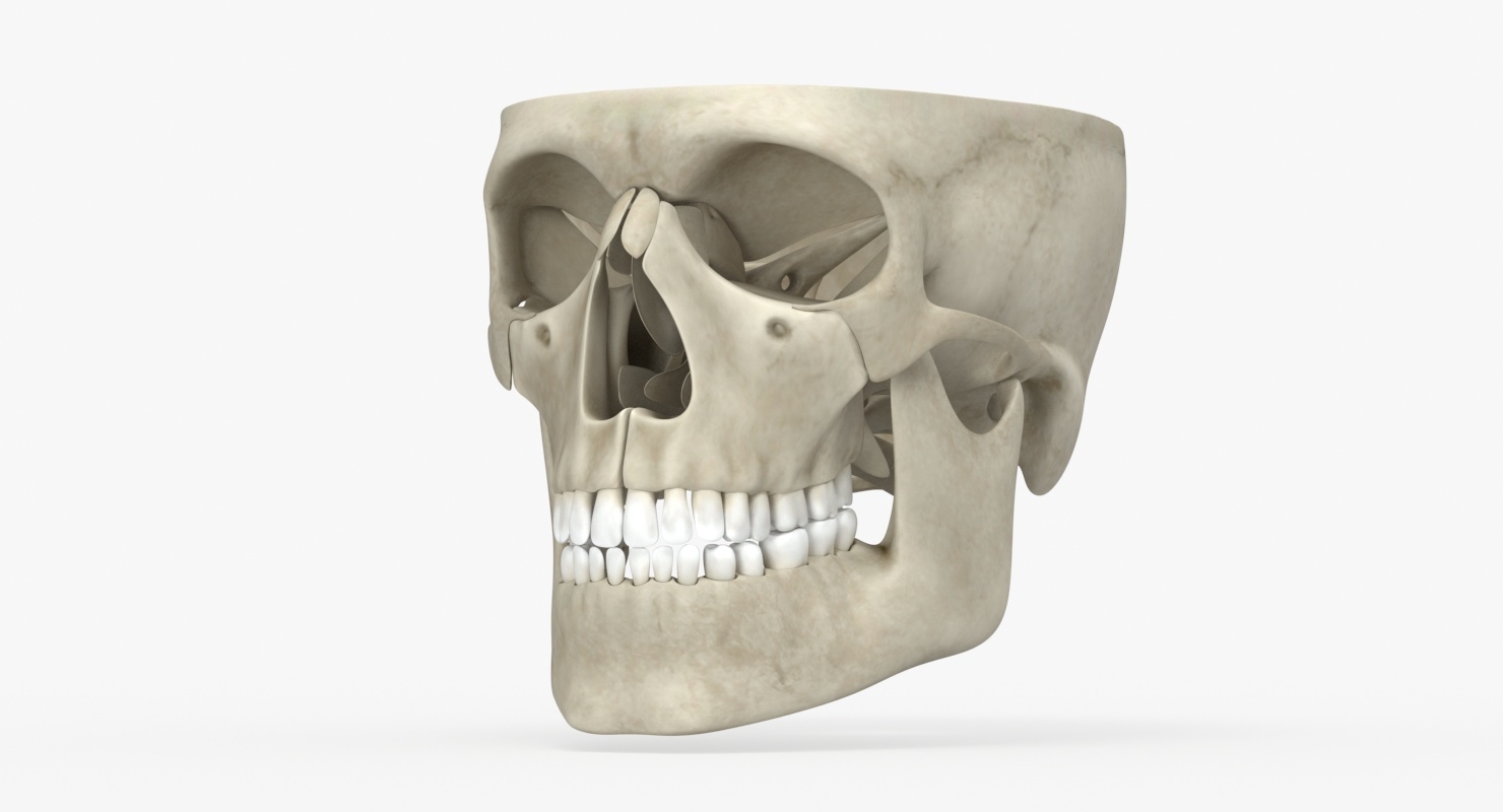 Skull anatomy 3D model - TurboSquid 1381796