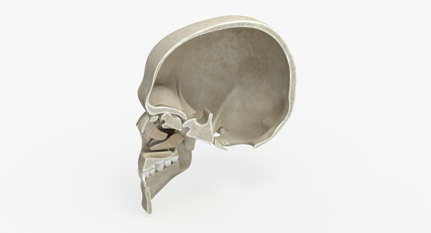 Skull lateral anatomy 3D model - TurboSquid 1381807