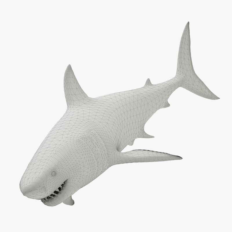 3D great white shark model - TurboSquid 1381708