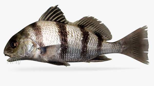 modelo 3d Pez tambor negro - TurboSquid 1381912