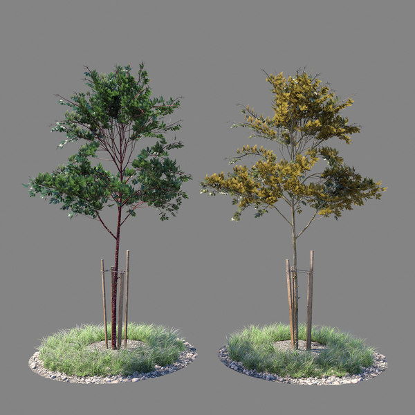 terminalia ivorensis tree 3d max