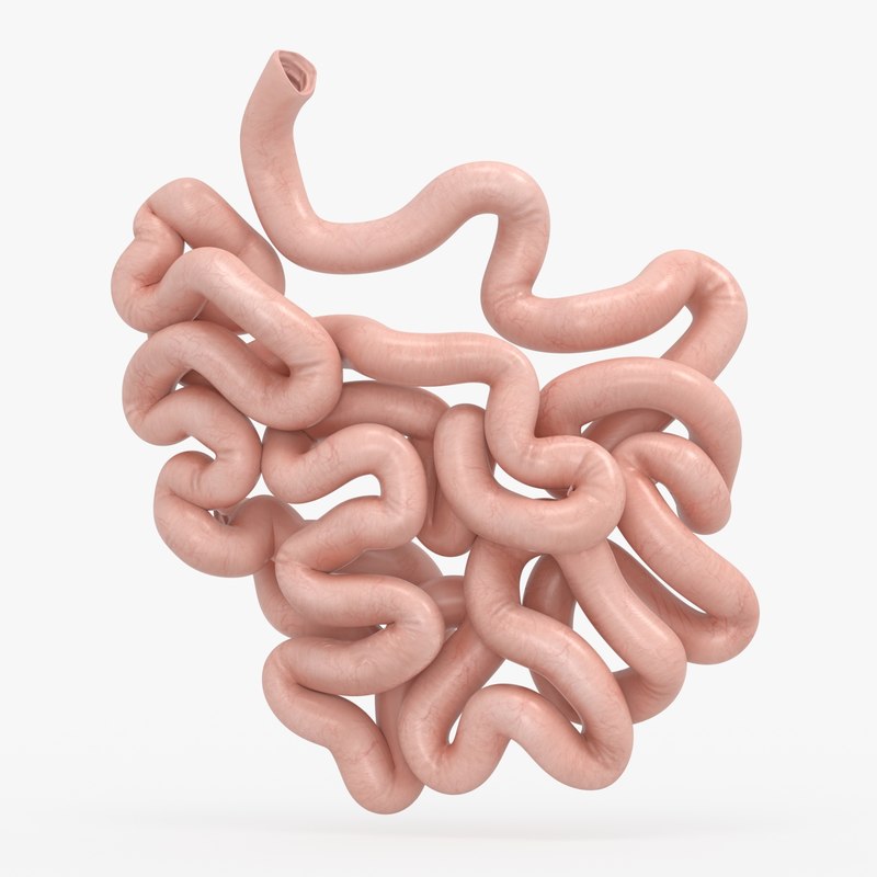 Small intestine 3D model - TurboSquid 1382153